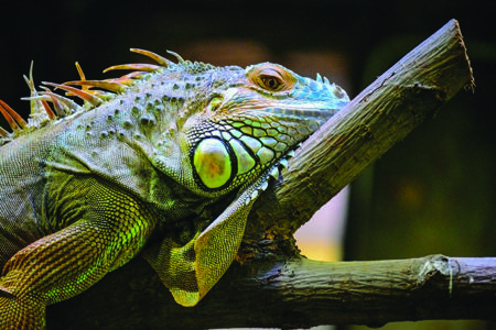 Iguana eradication: Public or private problem? - Cape Coral Breeze